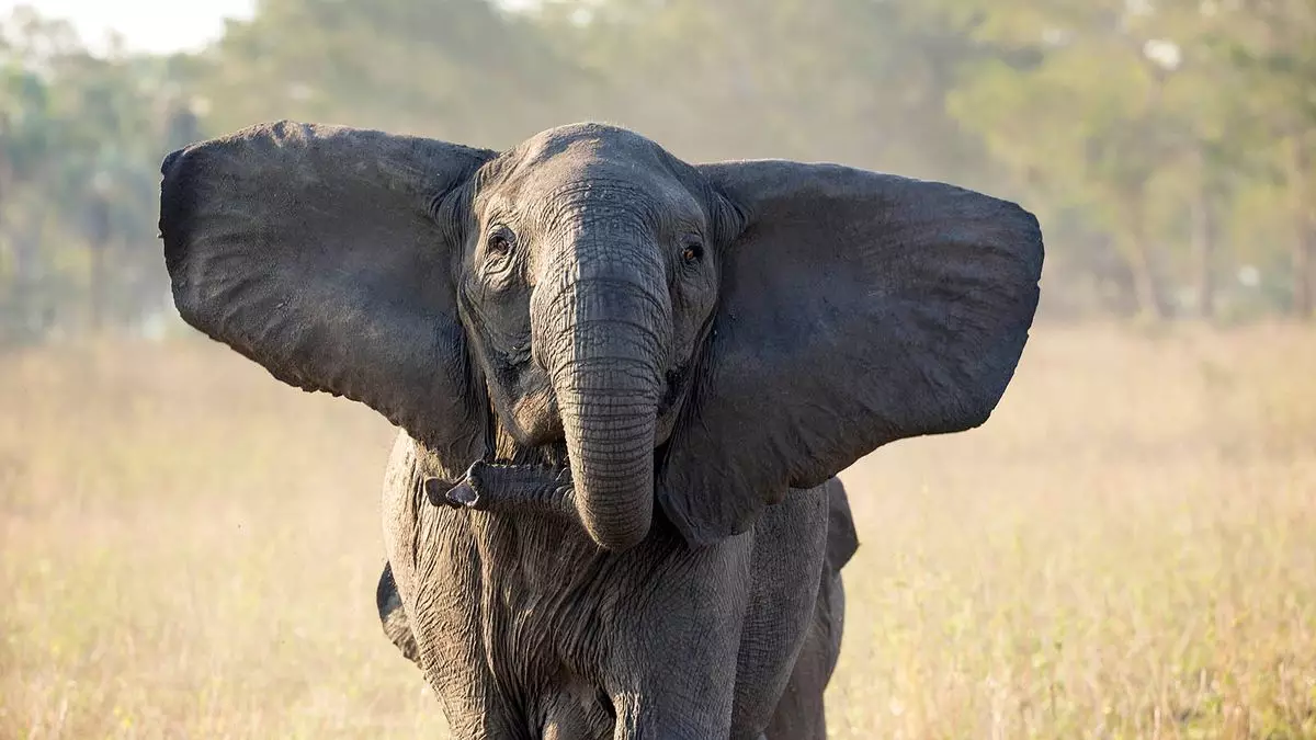 हाथीदांत अवैध शिकार ने केवल मादा हाथियों को टस्कलेस विकसित करने का नेतृत्व किया