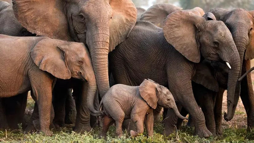 Ελέφαντες χωρίς χαυλιόδοντες Gorongosa