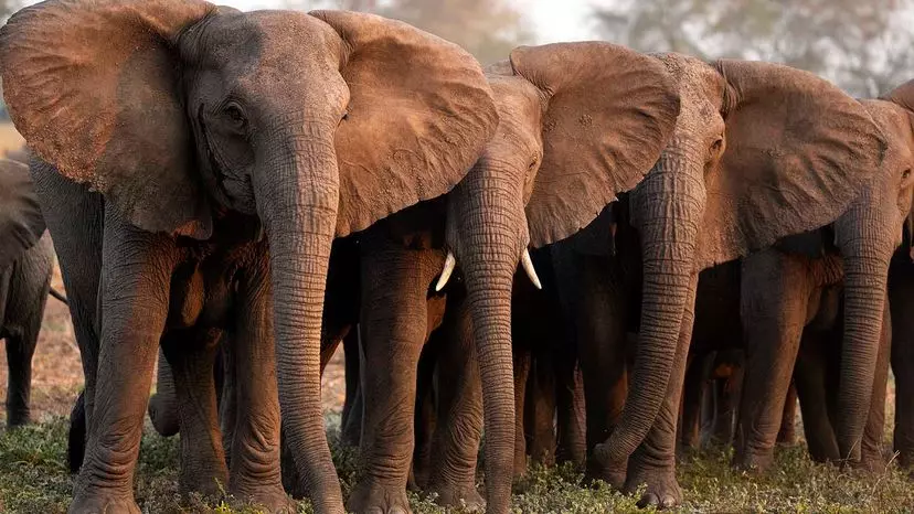 Gorongosa drambliai be ilčių