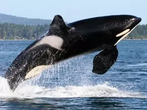 Mọi người dường như thích nghe về chuyến đi xem cá voi orca của bạn hơn là họ thích nghe về chiếc xe mới của bạn.