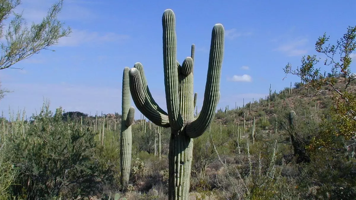 Is Siombail Íocónach de Iardheisceart Mheiriceá é an Cactus Saguaro