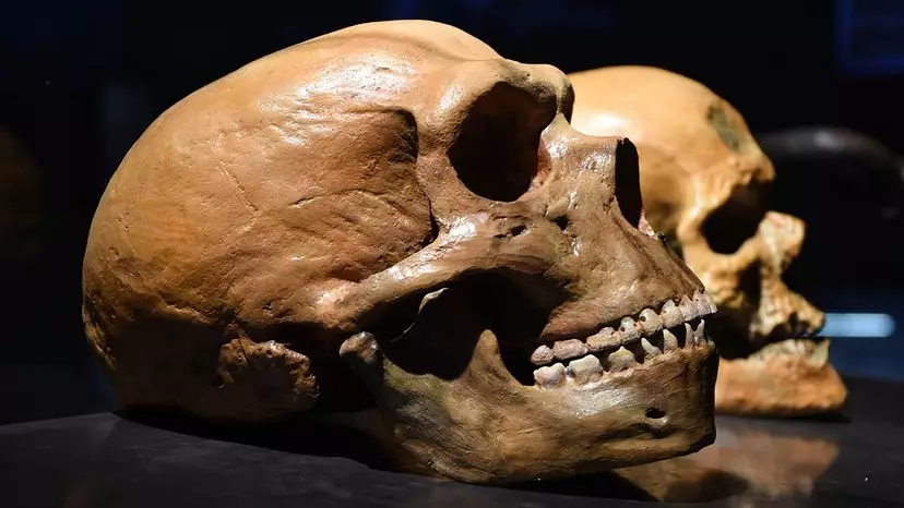 Crânio humano neandertal