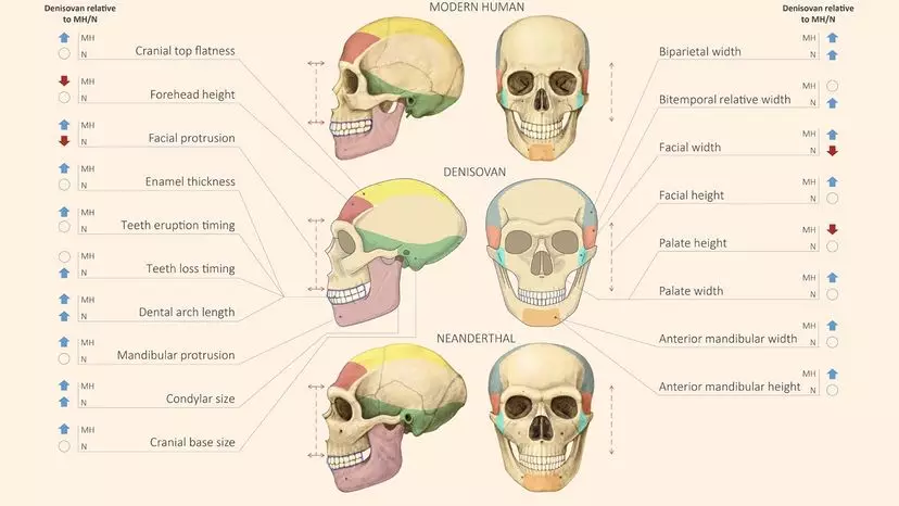 crânios humanos modernos, neandertais e denisovanos