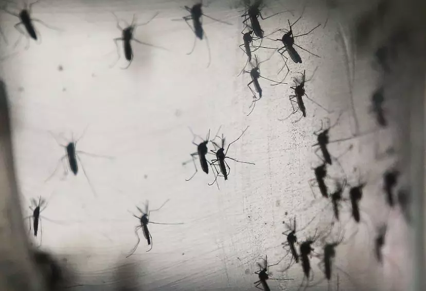 Aedes aegypti чиркейлери Ресифи шаарындагы Фиокруз институтунун лабораториясында, Пернамбуко штатында, Бразилияда. Бул чиркей Зика вирусун жугузат жана институтта изилденип жатат. Марио Тама/Getty Images