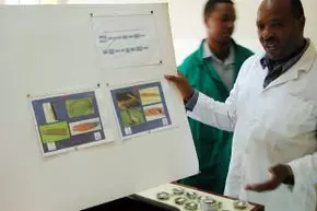 Dr. Stephen Mugo képeket mutat a szárfúróról, egy kártevőről, amely Kenyában az egész kukoricatermést elpusztítja. Mugo egyike azoknak az afrikai tudósoknak, akik biotechnológiai úton előállított élelmiszerekkel kísérleteznek, hogy kiadósabb növényeket termeszthessenek, amelyek csökkentik az éhséget és az alultápláltságot.