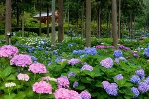 Farven på hortensia varierer afhængigt af pH-værdien af jorden, de er plantet i.