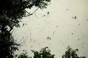 Las arañas tejen una telaraña gigante junto a un árbol.