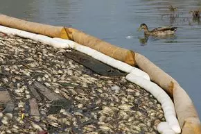 En and svømmer ved en bom på en elv og holder hundrevis av døde fisk i kjølvannet av orkanen Katrina i Lakeview-distriktet i New Orleans, Louisiana.