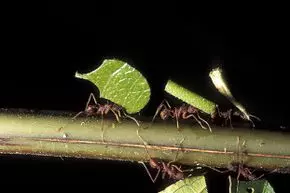 Las hormigas cortadoras de hojas, un miembro de la familia Cephalotes, transportan vegetación en la selva tropical de Costa Rica.