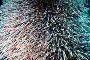 Môžu sa skrývať hlboko v oceáne, ale trubicové červy sú sotva antisociálne.