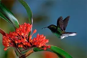 burung kolibri, orkid