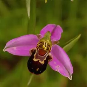 سحلية Ophrys apifera