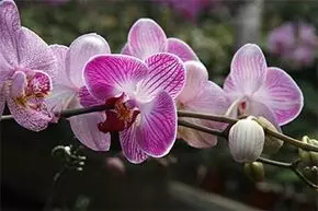 Phalaenopsis eller møl-orkideen