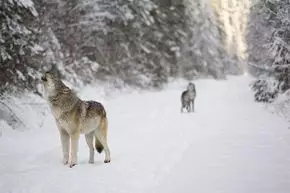 Os lobos ouvean sobre todo porque, bueno, son lobos e así se comunican. Pero os científicos tamén pensan que a presión do aire dunha tormenta que se achega pode facerlles ouvear de dor.