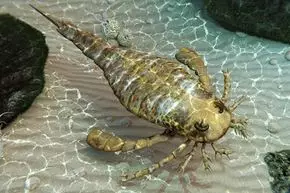 eurypterids ສຸດທ້າຍ, ຫຼື scorpions ທະເລ, ໄດ້ເສຍຊີວິດໃນລະຫວ່າງເຫດການສູນພັນ Permian.