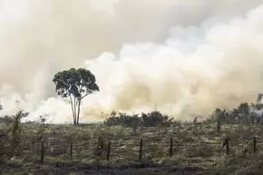 Clearcutting yn it reinwâld betsjut minder habitats foar lânseigen bisten en minder koalstofdiokside wurdt feroare yn soerstof.