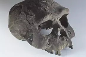 Staande wandelaar Homo erectus had relatief grote hersenen.