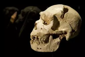 هي hominid ممڪن آهي ته اسان جو پهريون سرد آبهوا ۾ رهندڙ ابن ڏاڏن.