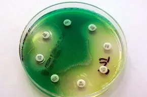 Uma placa de Petri com Pseudomonas aeruginosa é mostrada; esta bactéria requer pouca nutrição e pode tolerar uma variedade de configurações, incluindo seu smartphone.