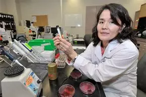 A Dra. Christine Lee, médica de doenças infecciosas, posa em um laboratório no St. Joseph's Healthcare em Hamilton, Ontário. Dr. Lee realizou 100 transplantes de fezes que curam pacientes atingidos por Clostridium difficile.