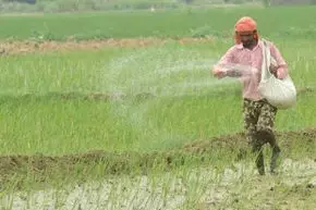 Sawijining petani India mbuwang pupuk ing sawah ing taun 2012.