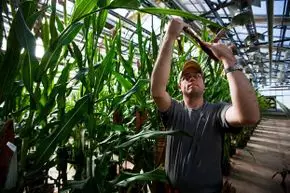 D'Planzespezialist Dustin McMahon handbestäubt genetesch modifizéiert Maisplanzen an Zären um Daach vum Monsanto Agribusiness Sëtz zu St Louis, Mo., 2009.