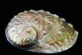 A casca dura do abalone inspirou pesquisadores do MIT a isolar a enzima que o abalone usa para mineralizar C02 para construir suas cascas. Um dia, poderemos fazer tijolos de carbono a partir de C02.