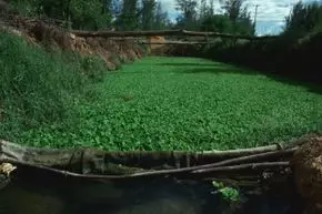 Omi ikudu Biofiltration nitosi Mombasa, Kenya. Eso kabeeji Nile ti o wa ninu adagun n yọ awọn idoti kuro ninu omi ki o le ṣee lo bi oko ẹja.