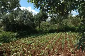 Esta granja en Kenia mantiene los árboles creciendo junto con los cultivos para mantener un paisaje agrícolamente productivo.