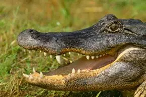 Wanasayansi walishangaa jinsi gators walipona haraka kutokana na kuumwa wakati wa mashambulizi. Inageuka kuwa wana mfumo wa kinga wenye nguvu.