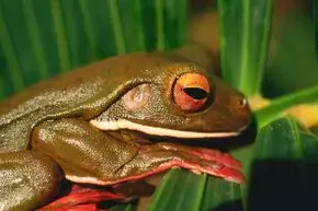 研究人員已經從 6,000 種蛙類中鑑定出 100 多種潛在的殺菌物質。