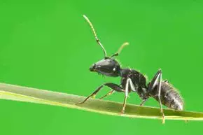 Британски истраживачи су открили да мрави производе и користе више антибиотика на сличан начин као што лекари користе терапију више лекова за лечење људи.