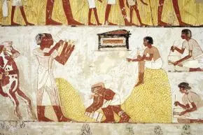 Amenhotep III (1402-1364 B.C.E.) کے XVIII خاندان کے مینا کے مقبرے سے یہ فریسکو کچھ مکئی کاٹتے ہوئے دکھاتا ہے۔ مکئی کو ہزاروں سالوں سے جینیاتی طور پر تبدیل کیا گیا ہے۔