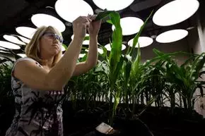 ریسرچ بائیولوجسٹ ہیڈی ونڈلر نے جینیاتی طور پر تبدیل شدہ مکئی کے پودوں سے ٹشو کے نمونے سینٹ لوئس میں مونسانٹو کے صدر دفتر میں واقع ایک آب و ہوا کے چیمبر کے اندر لیے۔