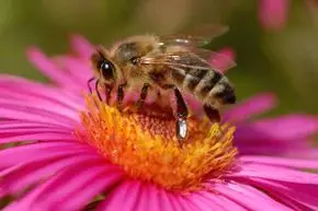 کچھ ممالک میں شہد کی مکھیوں کی آبادی میں ڈرامائی طور پر کمی آئی ہے لیکن کیا اس کے لیے GMOs ہیں؟