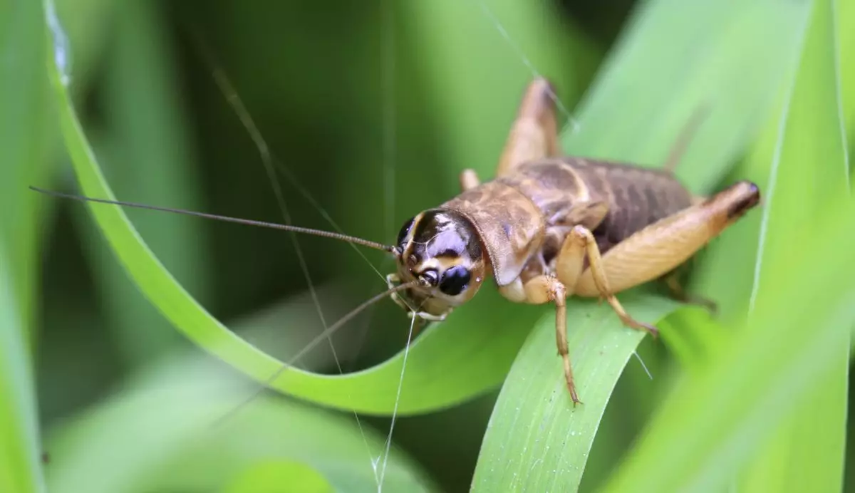 귀뚜라미 짹짹 소리 타이밍으로 온도를 알 수 있습니까?