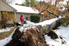 Emmanuel S. Tsitsilianos mira el árbol que fue arrancado por la tormenta del nordeste el 31 de octubre de 2011 en Worcester, Massachusetts. El árbol cayó en su camino de entrada, destruyó dos autos y dañó su techo.