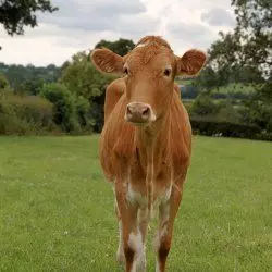 Ens sembla un ambre.