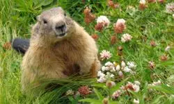 Græssvinet, også kjent som woodchuck, som faktisk ikke liker å spise ved.