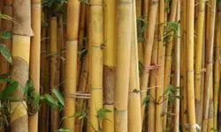 Bamboo na zinari na iya lalata tsire-tsire na asali da kuma wuraren da suke samarwa na namun daji.