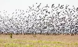 Starlings 1 मिलियन या उससे अधिक के झुंड में एकत्र होते हैं।