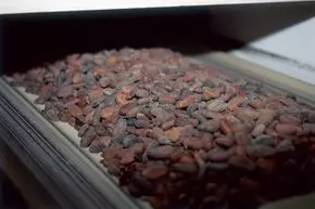 Tostar granos de cacao en el horno no es una ciencia exacta, pero funciona bien en caso de apuro.