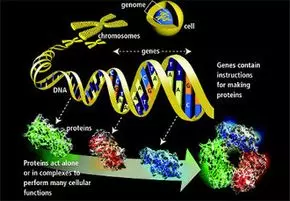 Berikut ialah pecahan visual pantas yang menunjukkan cara protein sesuai dengan solek genetik kita.