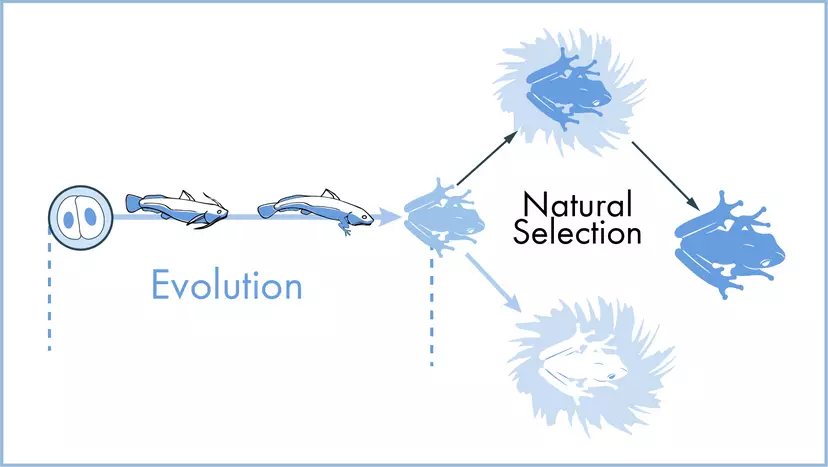 I-Evolution kunye nomfanekiso wokhetho lwendalo