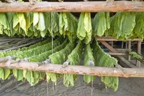 Al snus, les fulles de tabac es trituren i es pasteuritzen, mentre que les fulles de la majoria dels altres productes de tabac es deixen assecar a l'aire per treure el seu sabor natural.