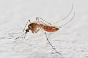 Soojem temperatuur võib tähendada pikemaid ja sagedasemaid sääskede nakatumise laineid.