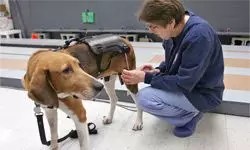 Sekerlik, 'n eksoskelet gee jou dalk bomenslike krag, maar wat van die res van die diereryk? Hierdie eksoskelet help honde met heupdysplasie om gemakliker te loop.