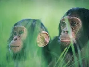 Շիմպանզեները մեր ամենամոտ ապրող ազգականներն են, ինչը նշանակում է, որ մենք նաև շատ կարևոր էվոլյուցիոն նախնի ունենք: Տեսեք պրիմատների ավելի շատ նկարներ: