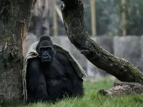 Misy gorila iray hafana ao amin'ny Fanjakan'ny Gorilla any London Zoo. Jereo bebe kokoa ny sarin'ny primates.