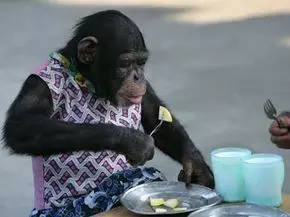 Apa owah-owahan diet kuna wis nyetel dalan kanggo evolusi manungsa lan simpanse?